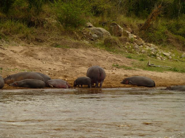 Mara river MaraRiver Bridge